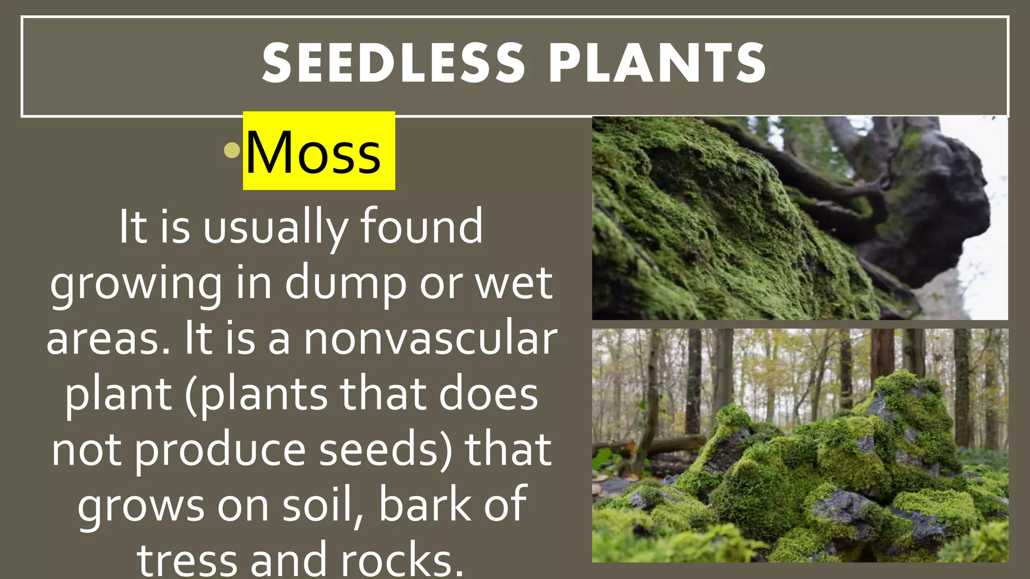 Lesson 3 Plant Reproduction- Grade 5 Science | PPTX