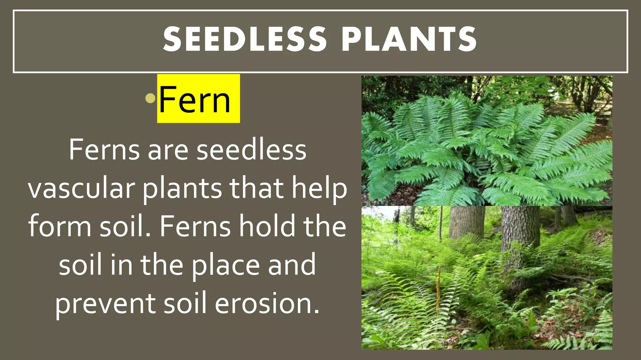 Lesson 3 Plant Reproduction- Grade 5 Science | PPTX