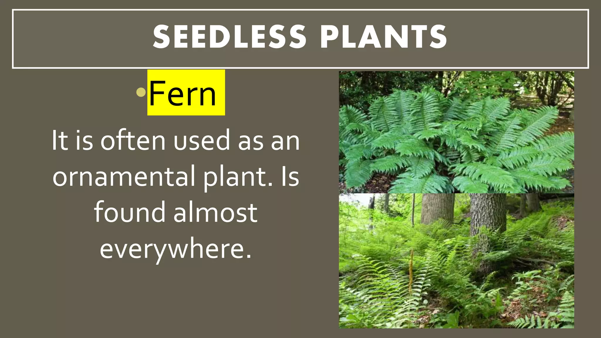 Lesson 3 Plant Reproduction- Grade 5 Science | PPTX