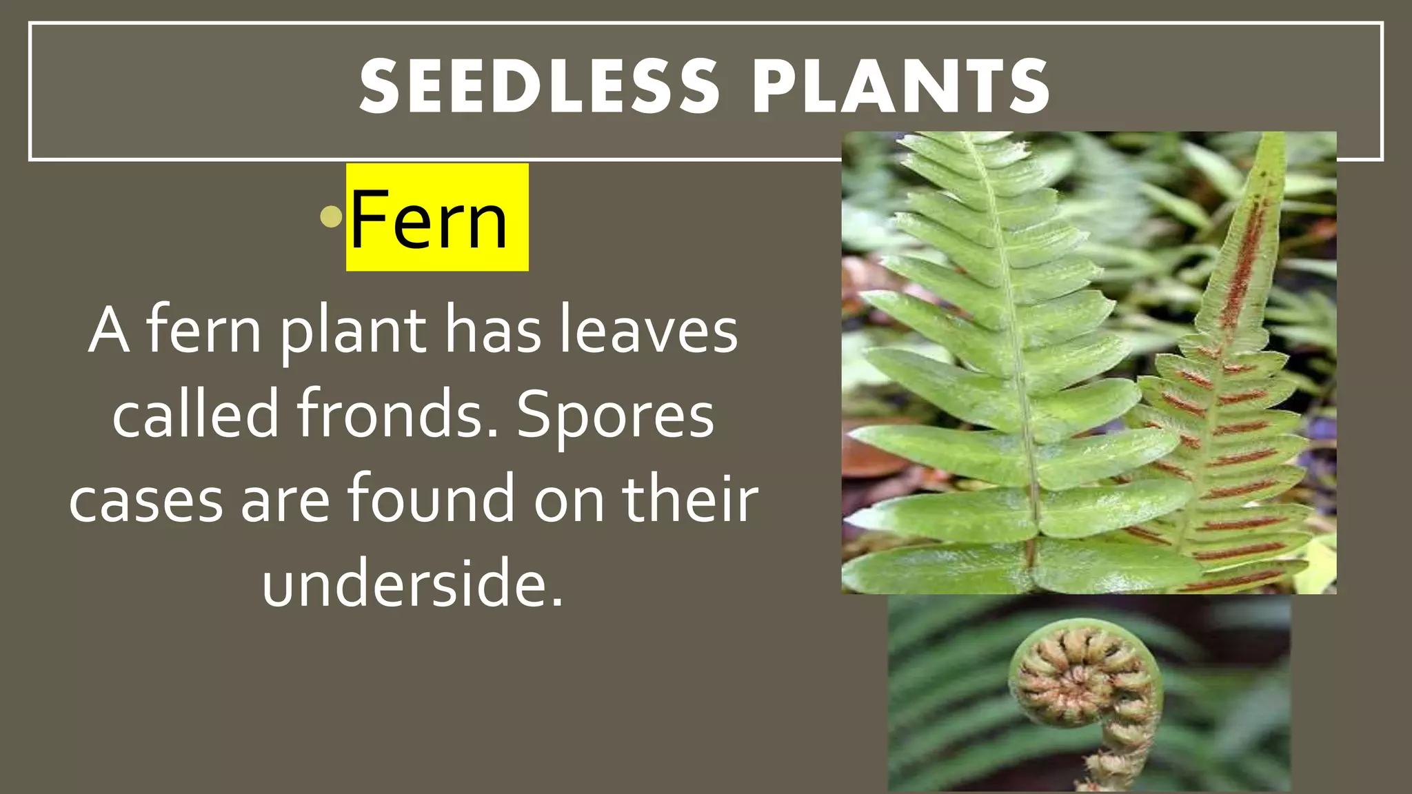 Lesson 3 Plant Reproduction- Grade 5 Science | PPTX