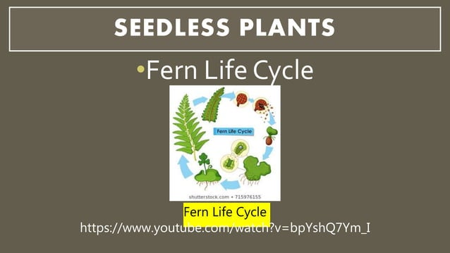 Lesson 3 Plant Reproduction- Grade 5 Science | PPT