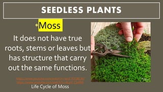Lesson 3 Plant Reproduction- Grade 5 Science | PPTX