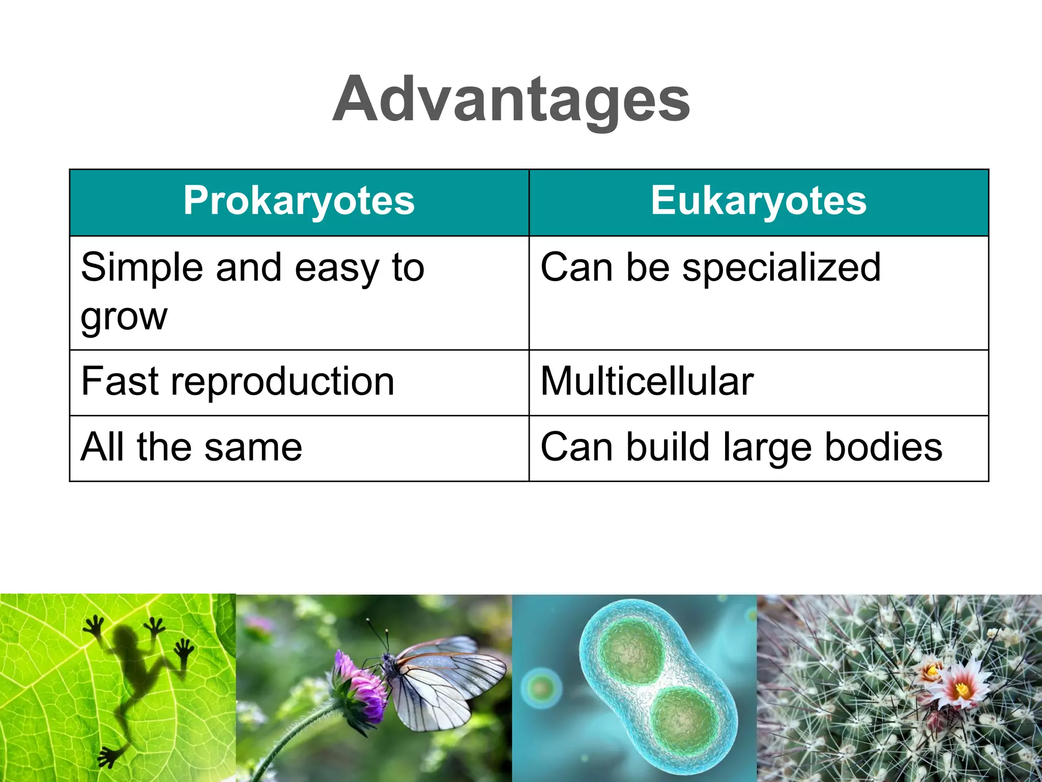 Lesson 3 Prokaryotic vs Eukaryotic Cell | PDF