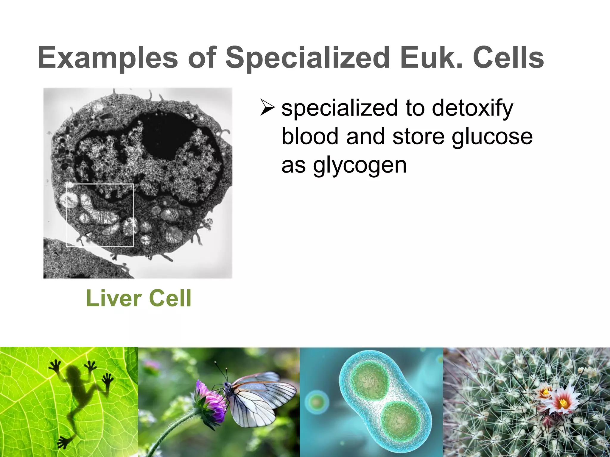 Lesson 3 Prokaryotic vs Eukaryotic Cell | PDF