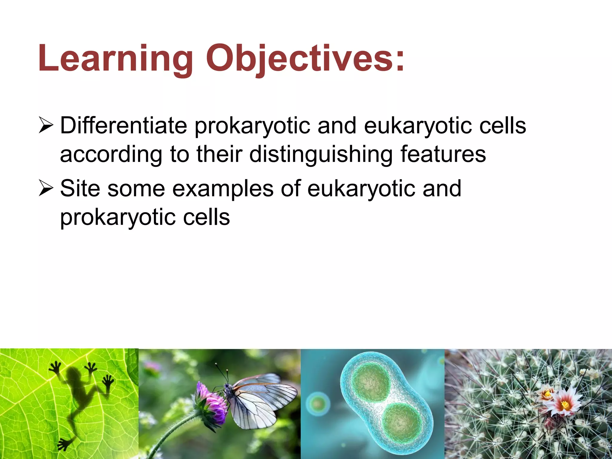 Lesson 3 Prokaryotic vs Eukaryotic Cell | PDF