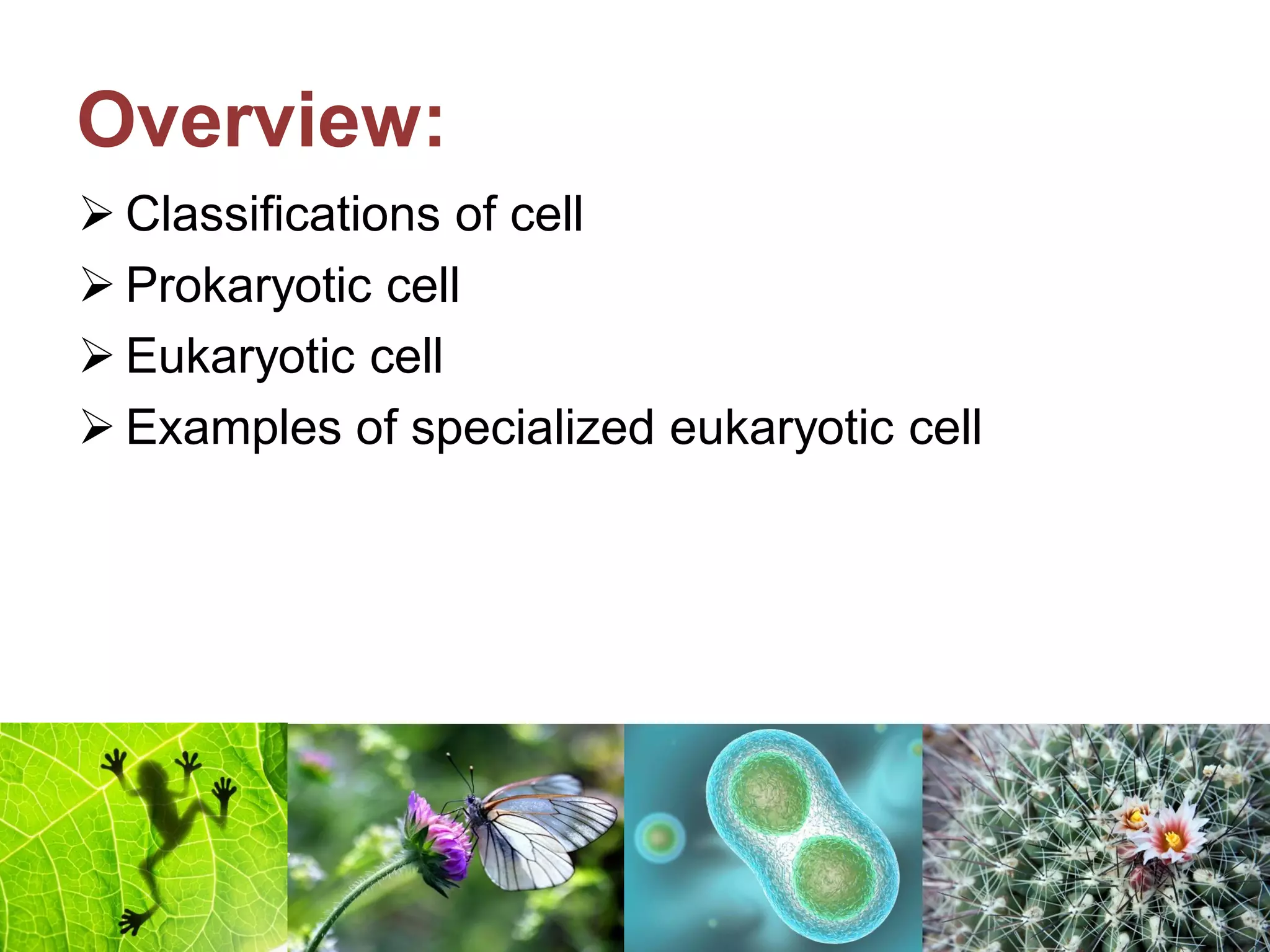 Lesson 3 Prokaryotic vs Eukaryotic Cell | PDF
