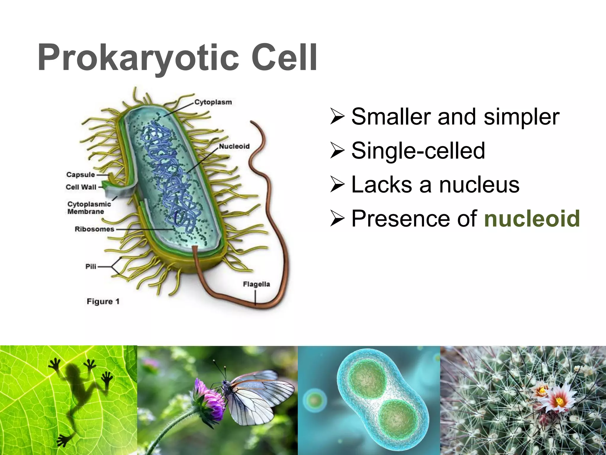Lesson 3 Prokaryotic vs Eukaryotic Cell | PDF