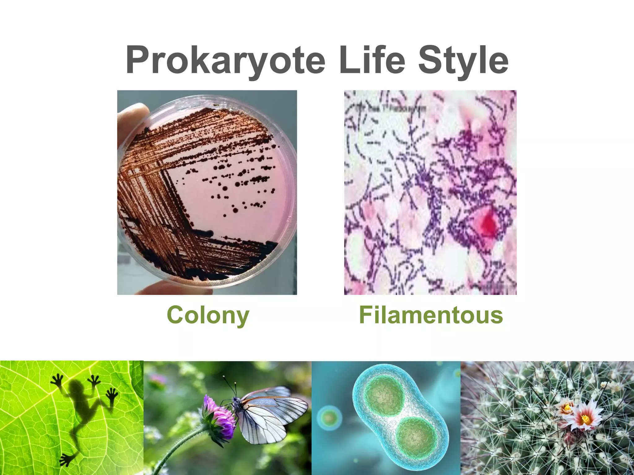 Lesson 3 Prokaryotic vs Eukaryotic Cell | PDF
