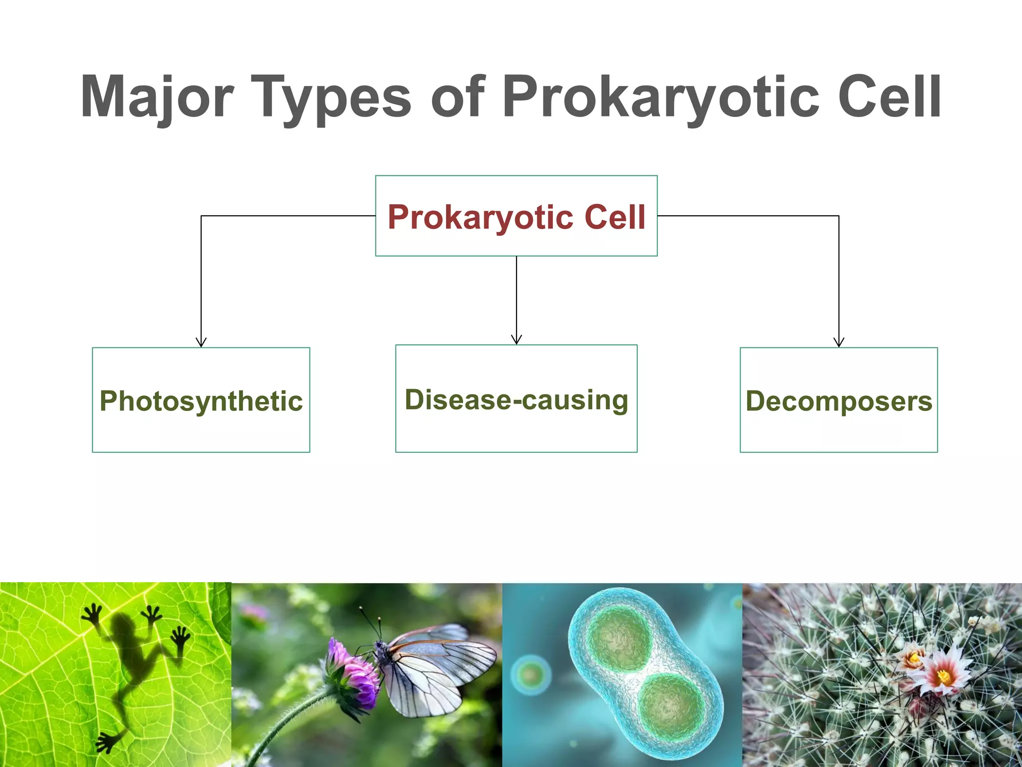 Lesson 3 Prokaryotic vs Eukaryotic Cell | PDF