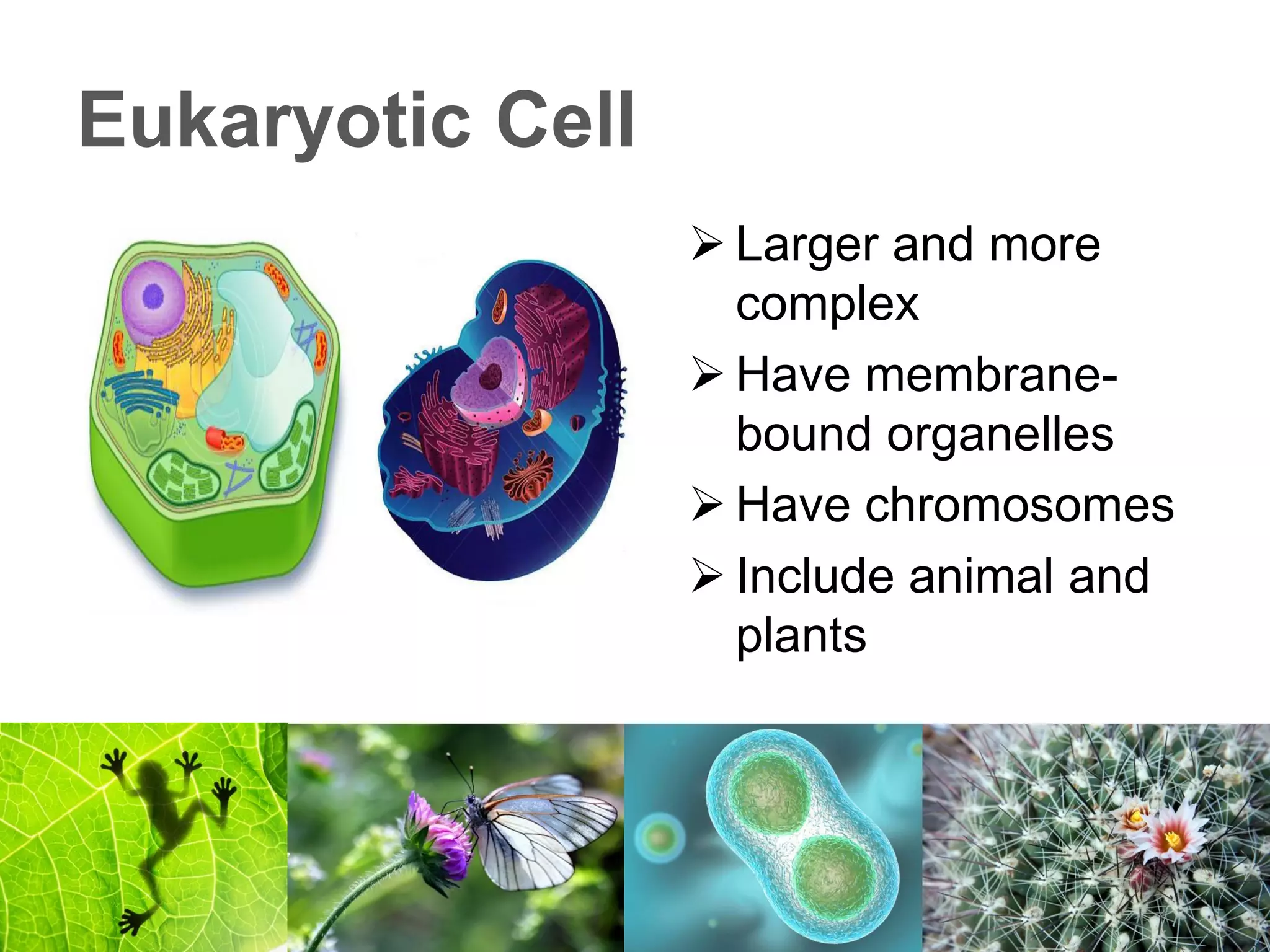 Lesson 3 Prokaryotic Vs Eukaryotic Cell Ppt