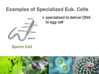 Lesson 3 Prokaryotic vs Eukaryotic Cell | PDF