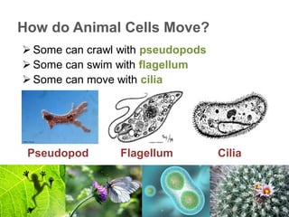 Lesson 3 Prokaryotic vs Eukaryotic Cell | PDF