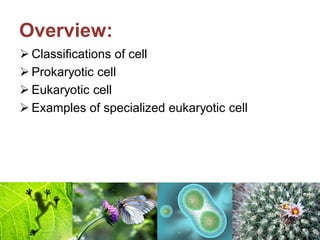 Lesson 3 Prokaryotic vs Eukaryotic Cell | PDF