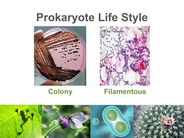 Lesson 3 Prokaryotic vs Eukaryotic Cell | PDF