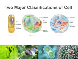 Prokaryotic Plant Cells
