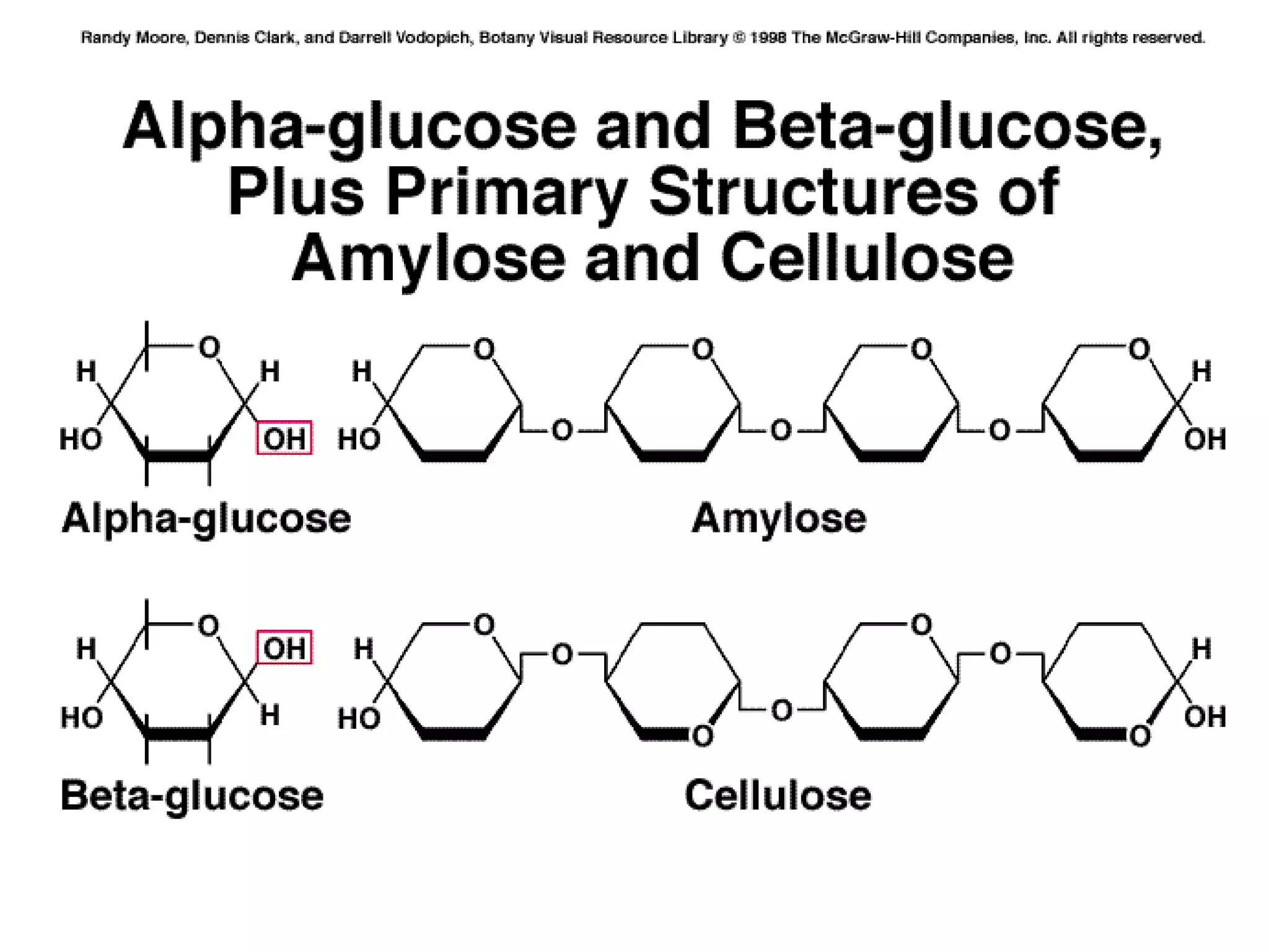 Lesson 3 starch, glycogen and cellulose | PPTX