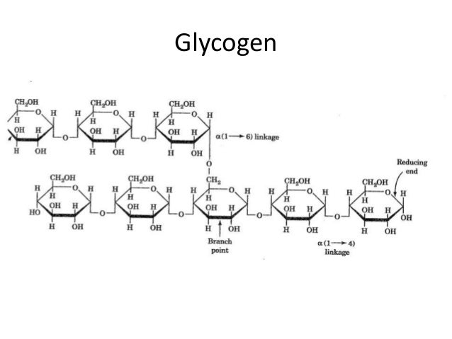 Lesson 3 Starch Glycogen And Cellulose
