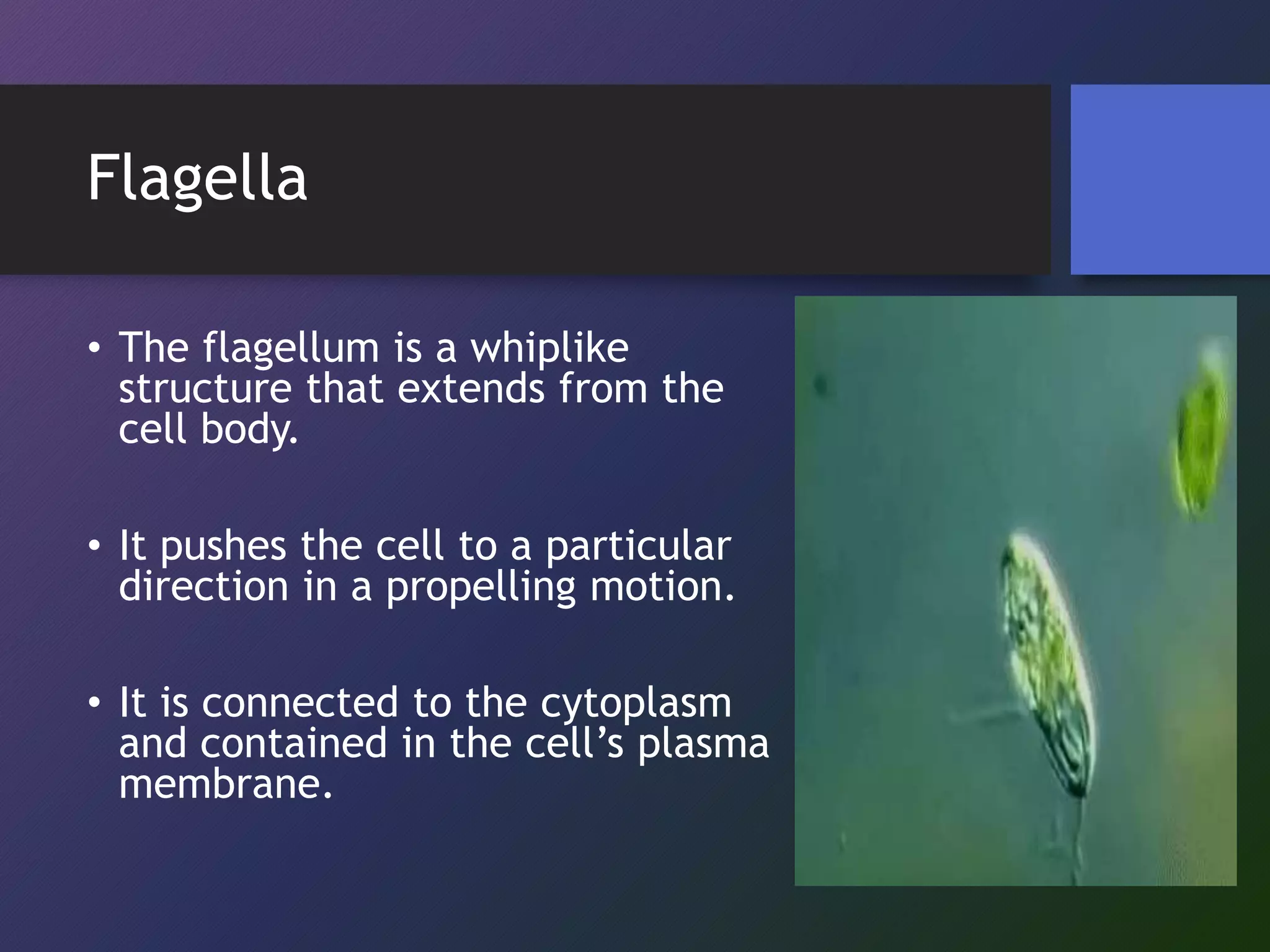 General Biology 1- Lesson 3: Structure and Functions of Animal Tissues ...