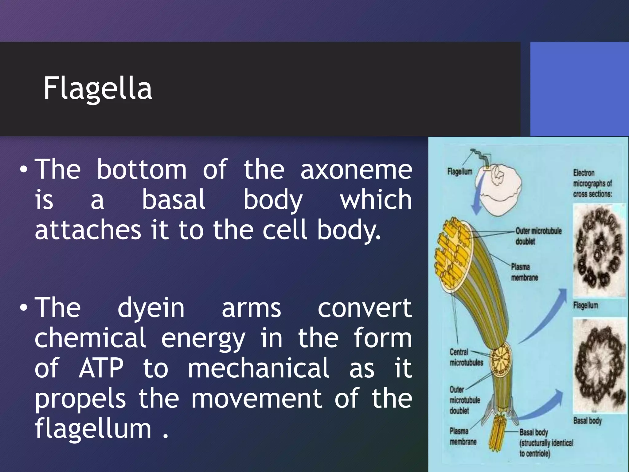 General Biology 1- Lesson 3: Structure and Functions of Animal Tissues ...