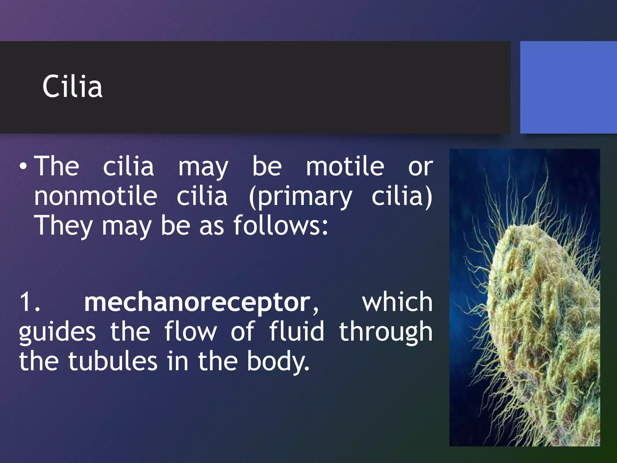 General Biology 1- Lesson 3: Structure and Functions of Animal Tissues ...