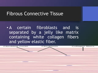 General Biology 1- Lesson 3: Structure and Functions of Animal Tissues ...