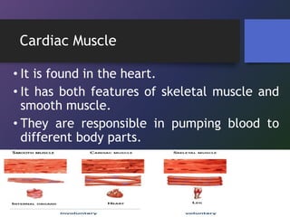 General Biology 1- Lesson 3: Structure and Functions of Animal Tissues ...