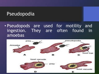 General Biology 1- Lesson 3: Structure and Functions of Animal Tissues ...