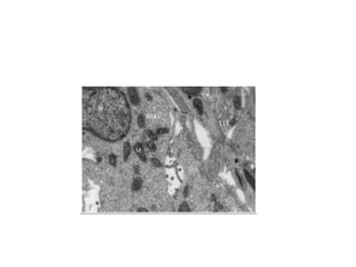 Lesson 4 - Microscopes | PPT