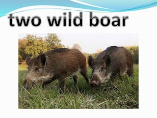 Form 5. Unit 8. Lesson 4. A blue-eyed country. | PPTX