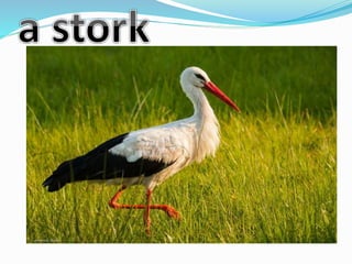 Form 5. Unit 8. Lesson 4. A blue-eyed country. | PPTX