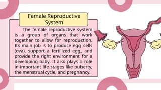 Lesson 4.1 Female Reproductive System.pptx
