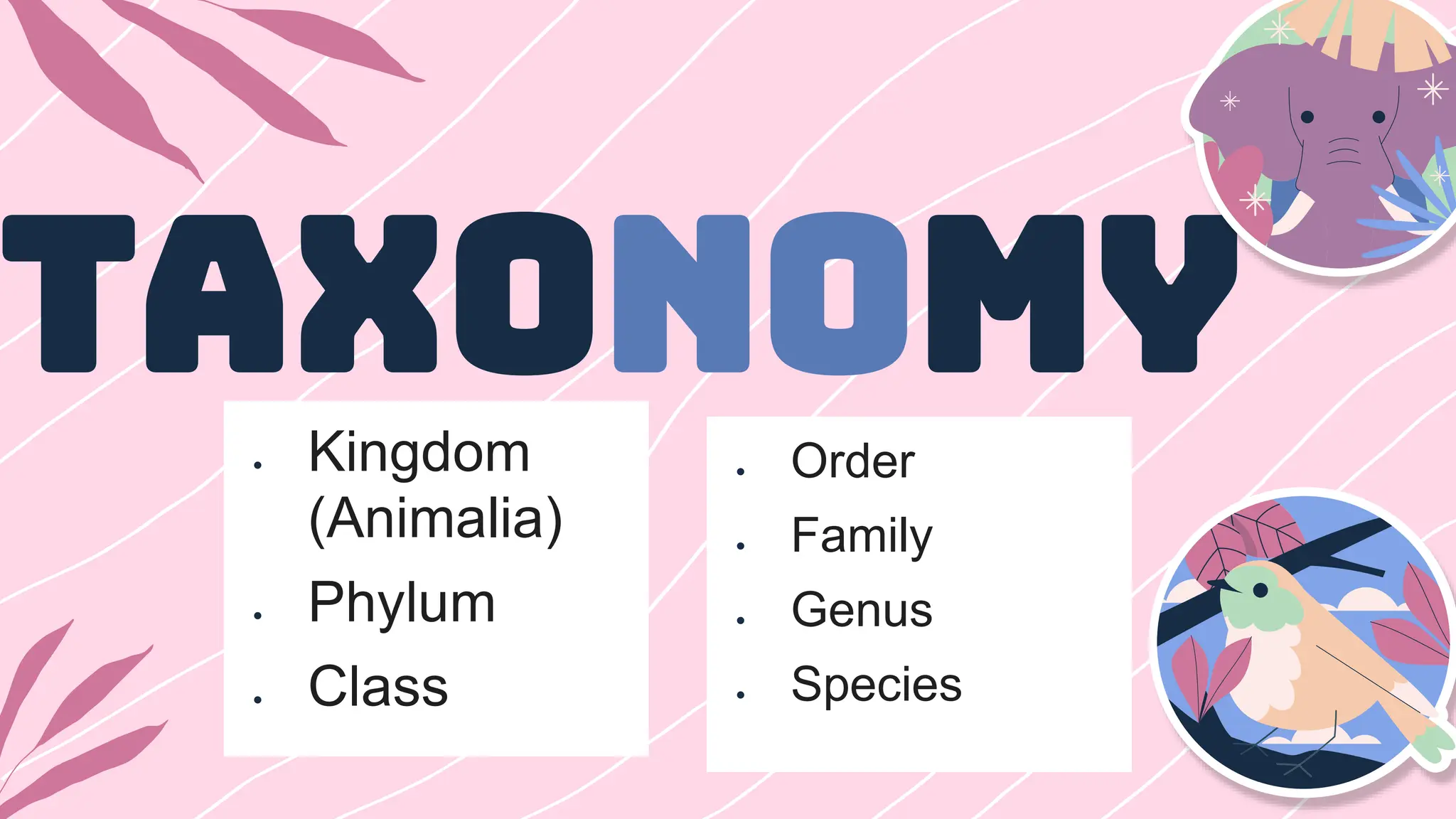 Animal Kingdom - phylum, class, order, etc | PPTX