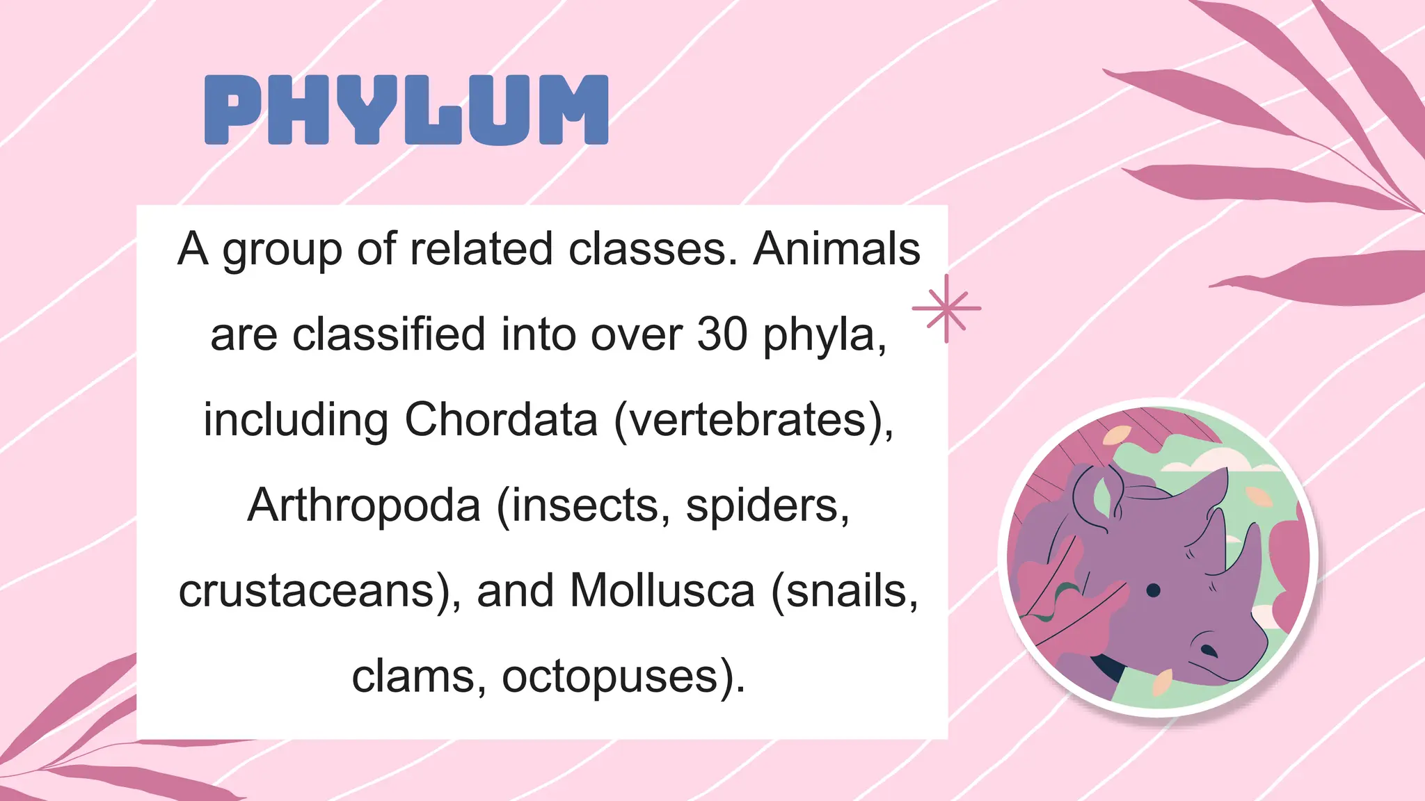 Animal Kingdom - phylum, class, order, etc | PPTX