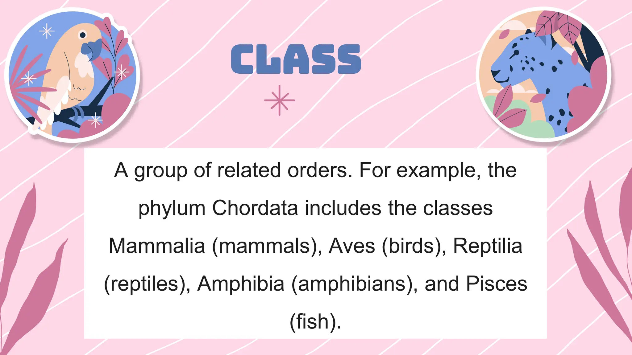 Animal Kingdom - phylum, class, order, etc | PPTX