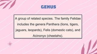 Animal Kingdom - phylum, class, order, etc | PPTX