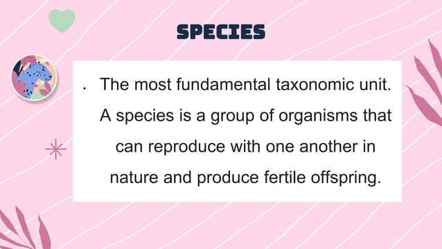 Animal Kingdom - phylum, class, order, etc | PPT