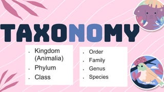 Animal Kingdom - phylum, class, order, etc | PPTX