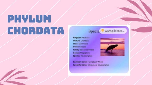 Animal Kingdom - phylum, class, order, etc | PPT