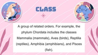 Animal Kingdom - phylum, class, order, etc | PPTX