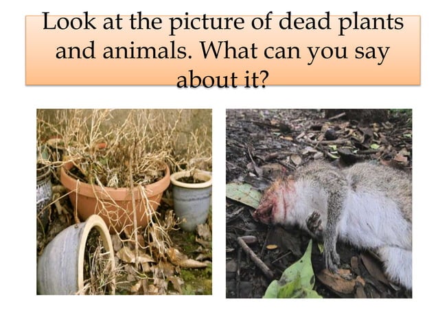 Lesson 4 - Causes and effecs of decayng materilas to one_s health and ...