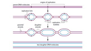 lesson_4_-_dna_replication_and_repair__ppt_ (1).pdf