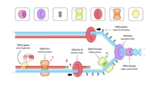 lesson_4_-_dna_replication_and_repair__ppt_ (1).pdf