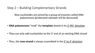 lesson_4_-_dna_replication_and_repair__ppt_ (1).pdf