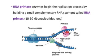 lesson_4_-_dna_replication_and_repair__ppt_ (1).pdf