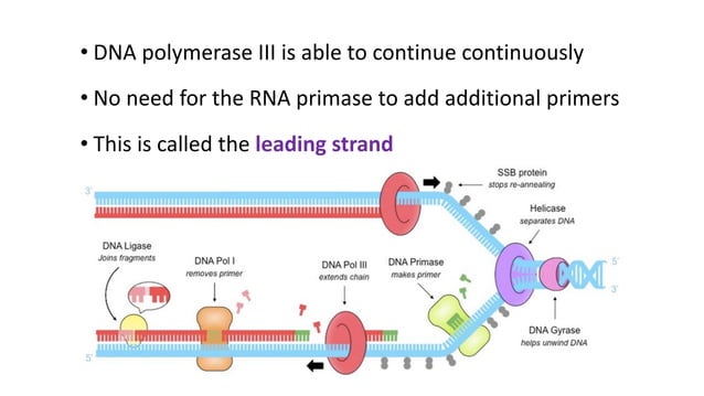 lesson_4_-_dna_replication_and_repair__ppt_ (1).pdf