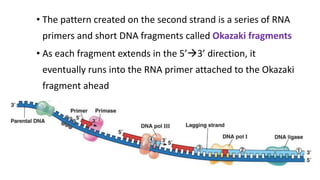 lesson_4_-_dna_replication_and_repair__ppt_ (1).pdf