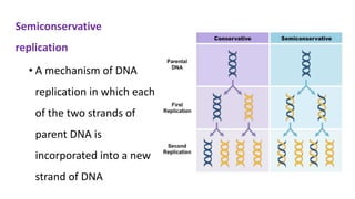lesson_4_-_dna_replication_and_repair__ppt_ (1).pdf