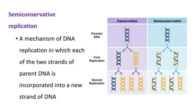 lesson_4_-_dna_replication_and_repair__ppt_ (1).pdf