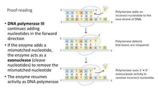lesson_4_-_dna_replication_and_repair__ppt_ (1).pdf