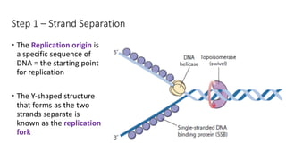 lesson_4_-_dna_replication_and_repair__ppt_ (1).pdf